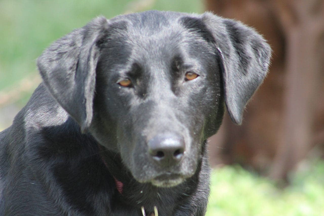 Ladies - Love’s Labradors