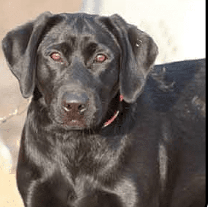Older, Wiser and Seasoned Labrador Up - Loves Labradors
