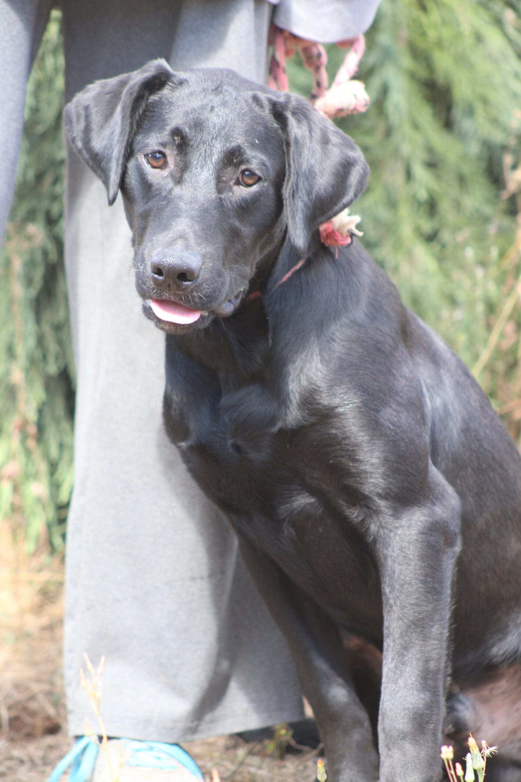 Trained Hunting Black Labrador Retriever For Sale! Top Gun