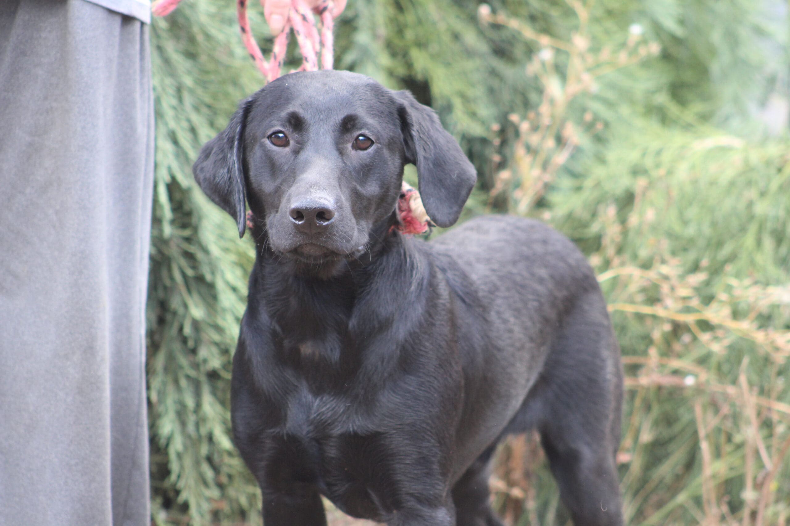 Trained Hunting Black Labrador Retriever For Sale! Top Gun