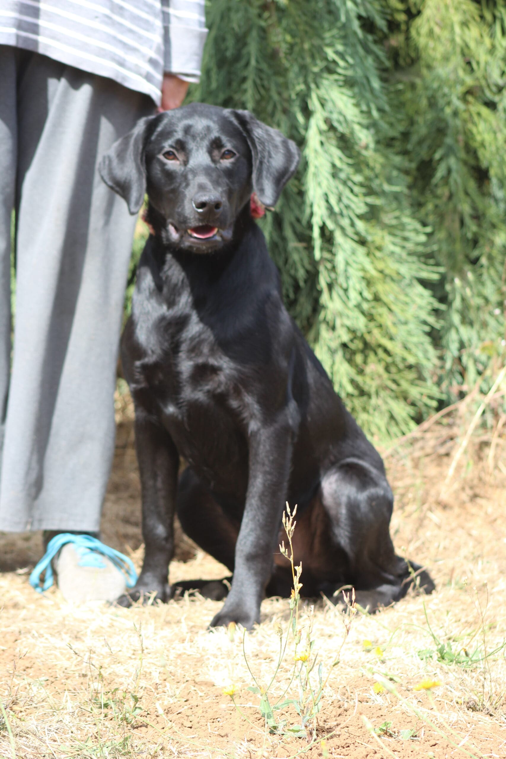 Trained Labradors | Started Gun Dogs | Loves Labradors