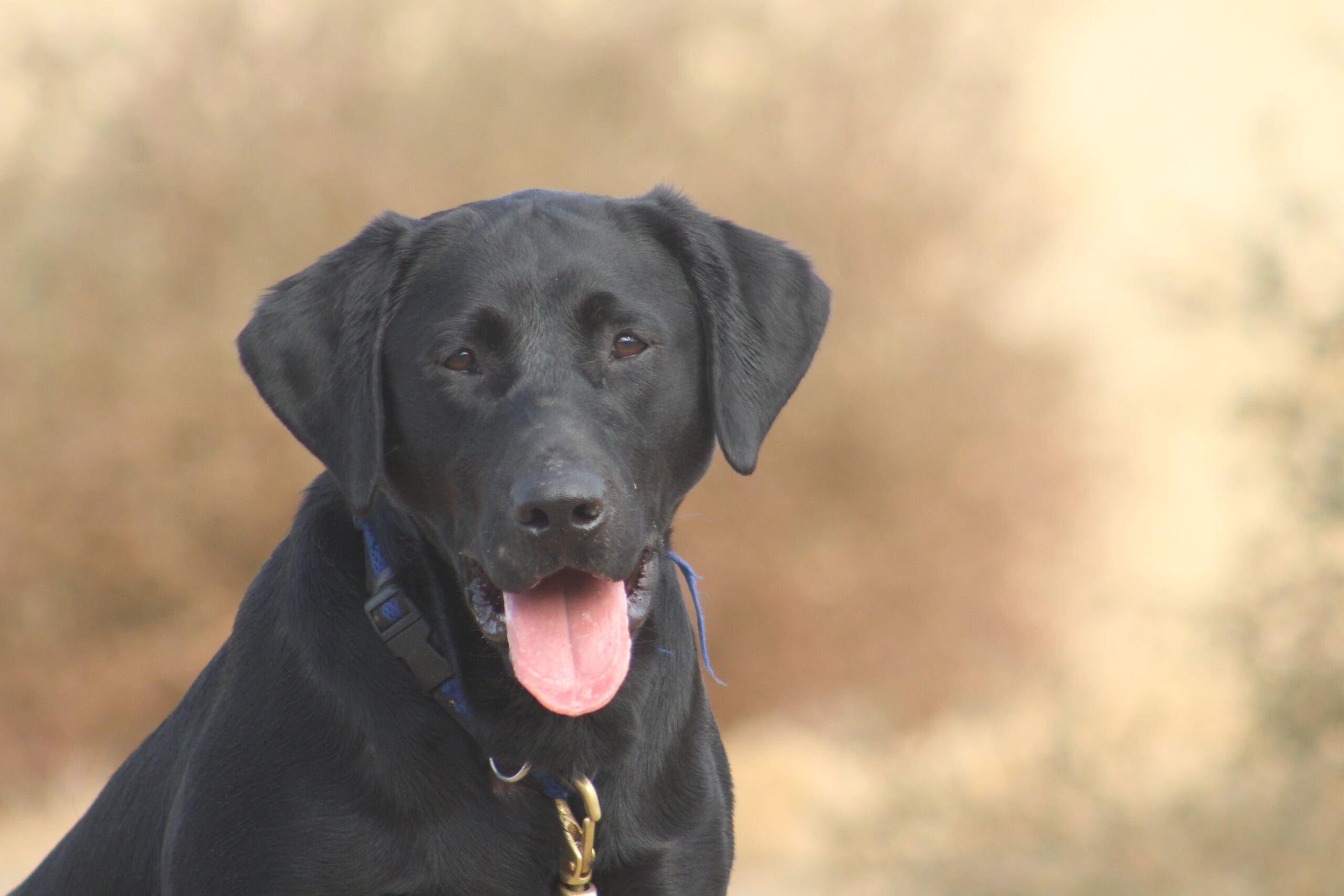 Trained Hunting Black Labrador Retriever For Sale! Top Gun
