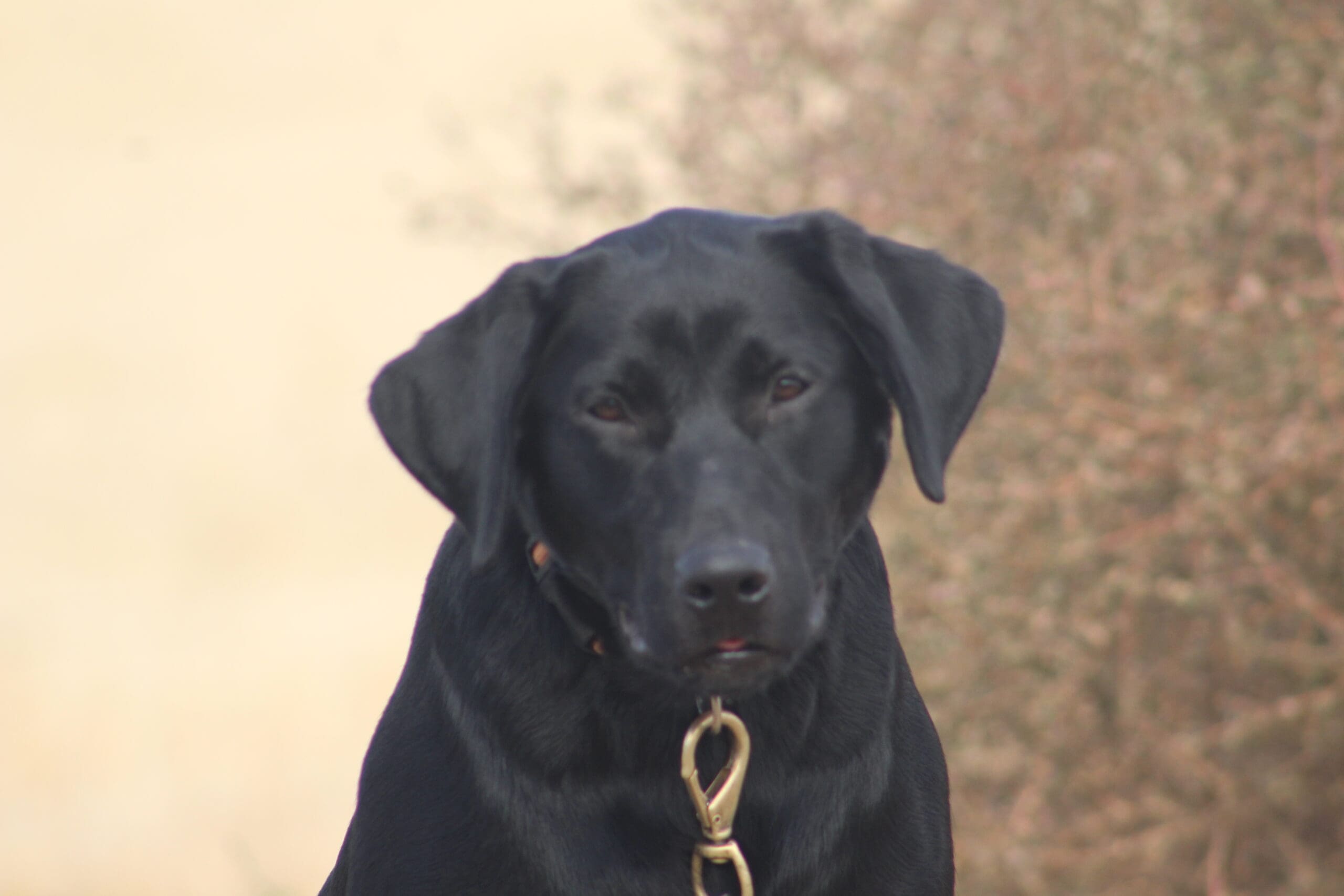 Trained Hunting Black Labrador Retriever For Sale! Top Gun