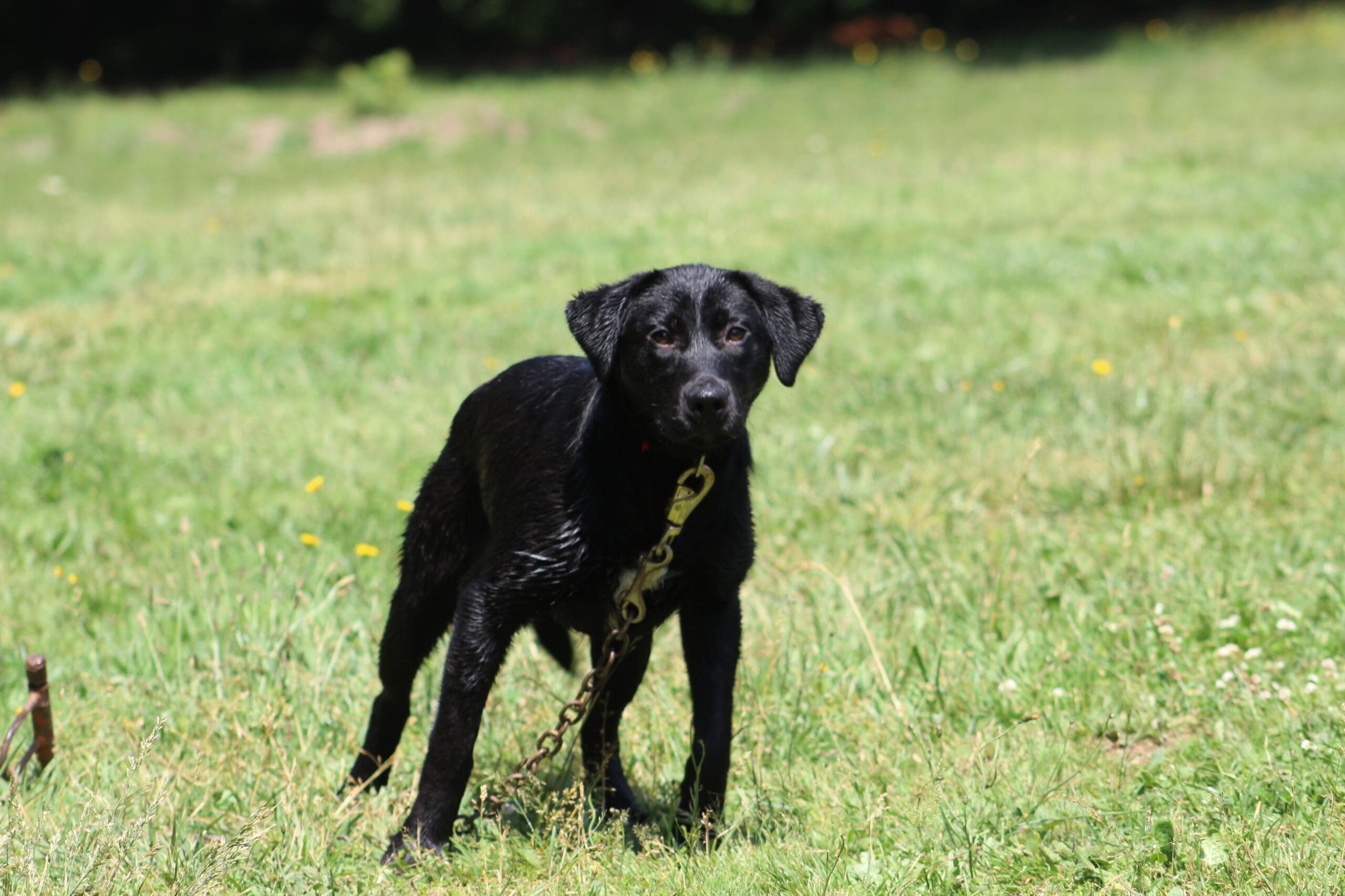 Trained Hunting Black Labrador Retriever For Sale! Top Gun