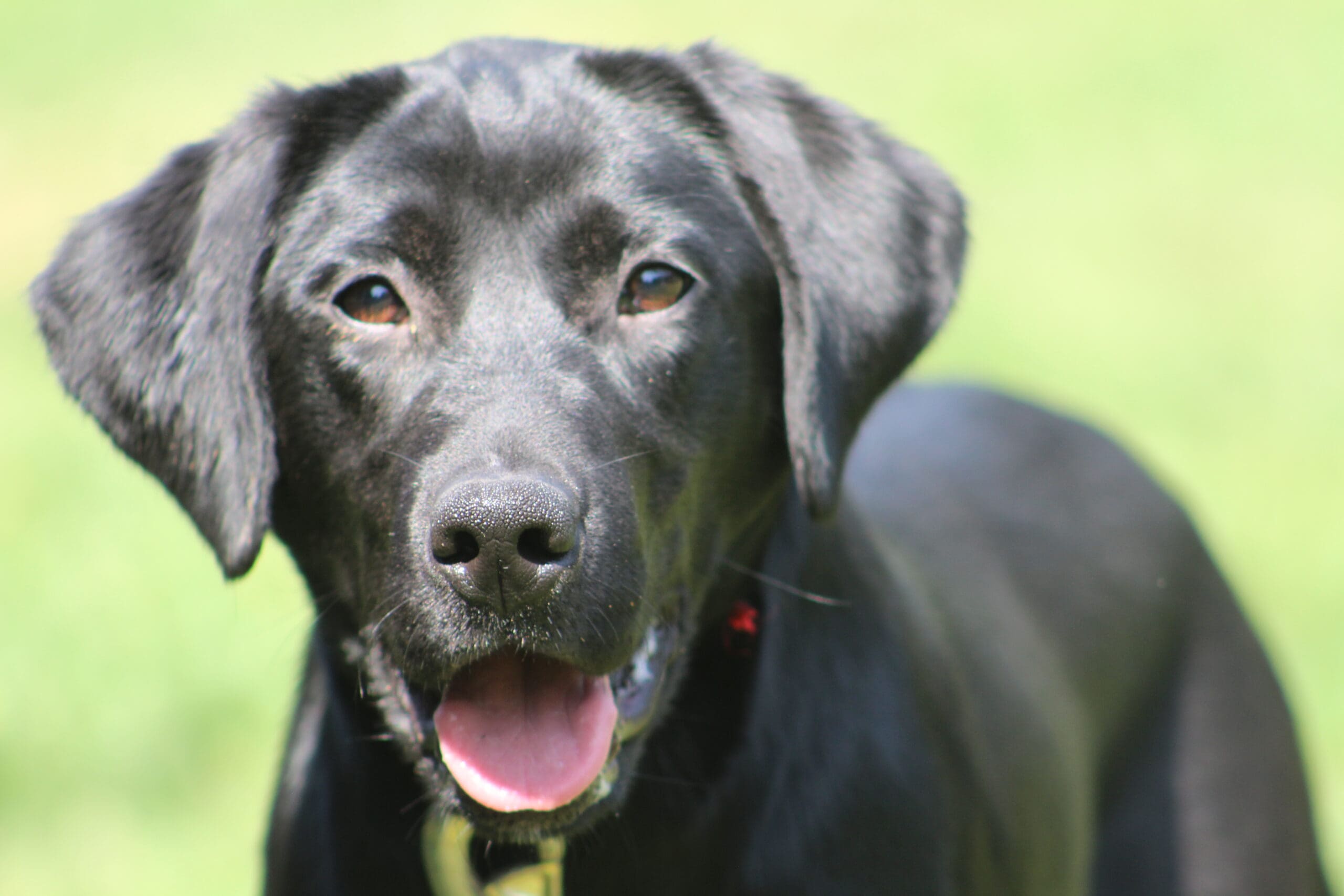 Trained Hunting Black Labrador Retriever For Sale! Top Gun