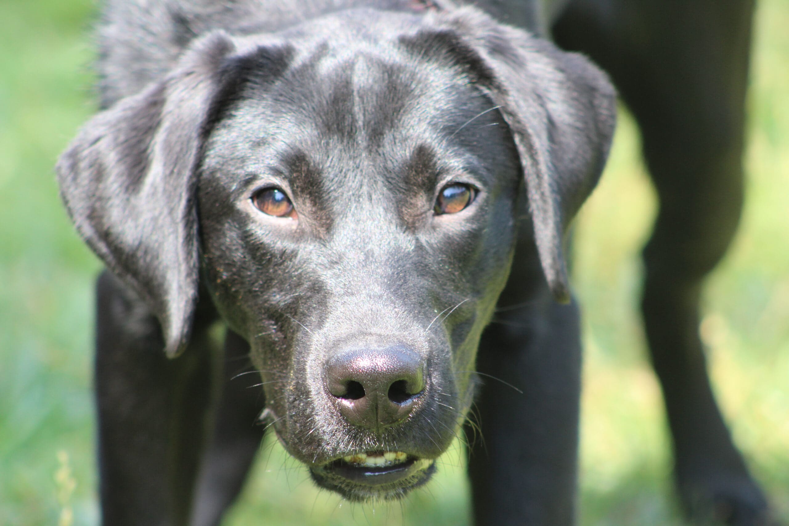 Trained Hunting Black Labrador Retriever For Sale! Top Gun